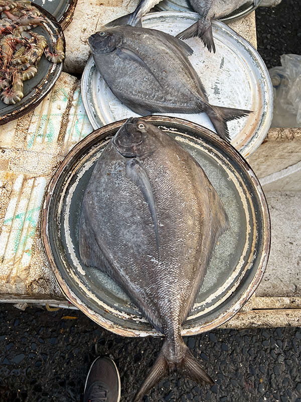 Sassoon Dock Fish Market, Large halwa | My Annoying Opinions